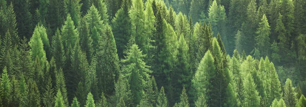 sustainability-initiatives-at-igi-wax-tree-forest - Enviro-Coatings